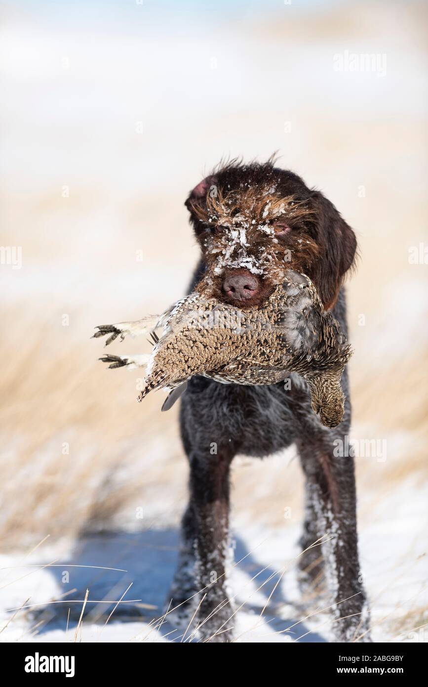 German Wirehair Pointer High Resolution Stock Photography and Images ...