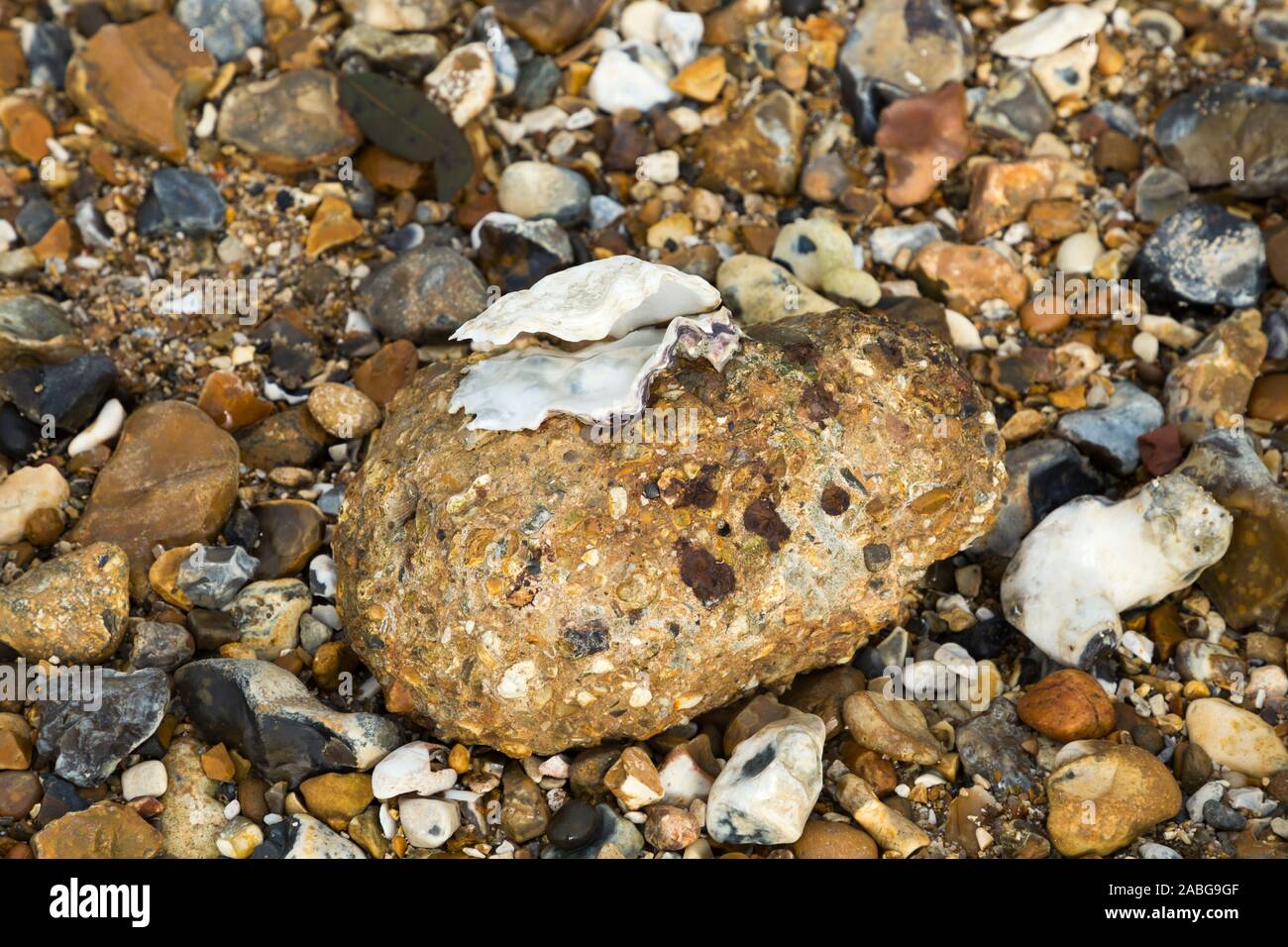 An open an empty shellfish shell which is attached to a piece of old ...