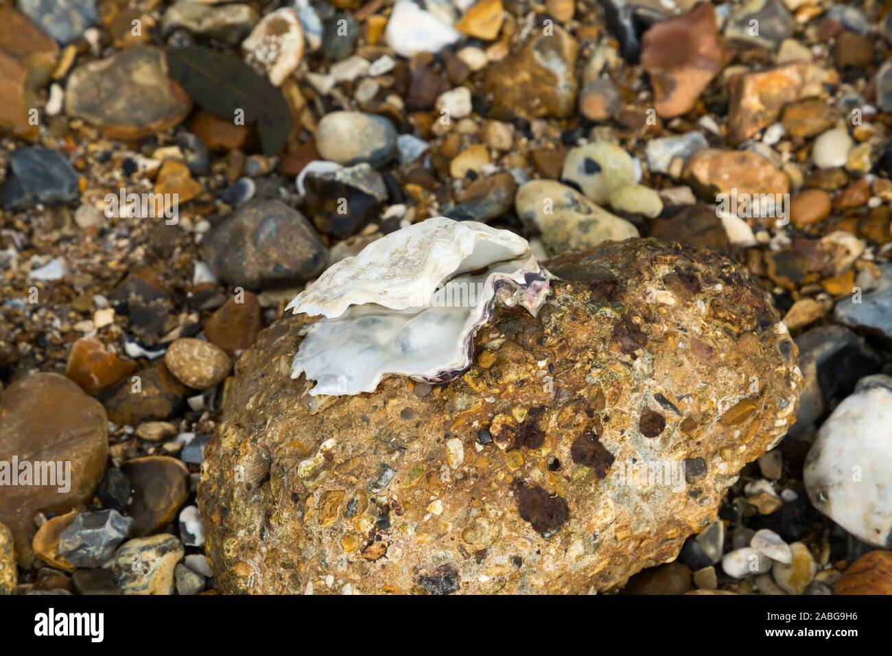 Clam shell hi-res stock photography and images - Alamy