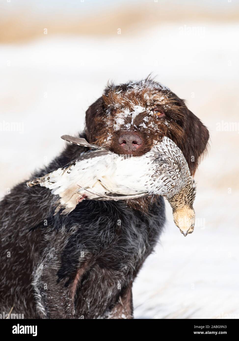 Sharp=tailed hi-res stock photography and images - Alamy