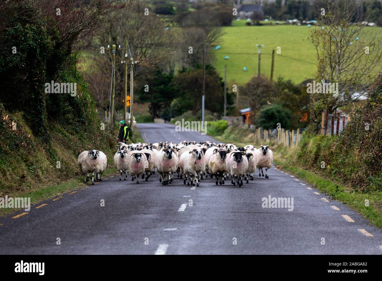 Irish sheep dogs hi-res stock photography and images - Alamy