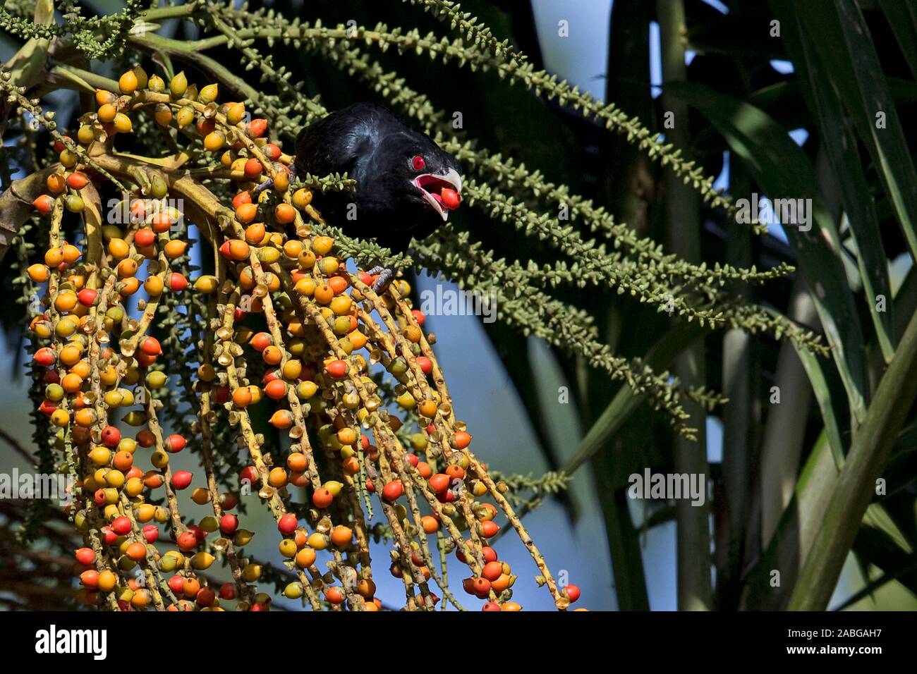 Asian Koel (Eudynamys scolopaceus Stock Photo - Alamy