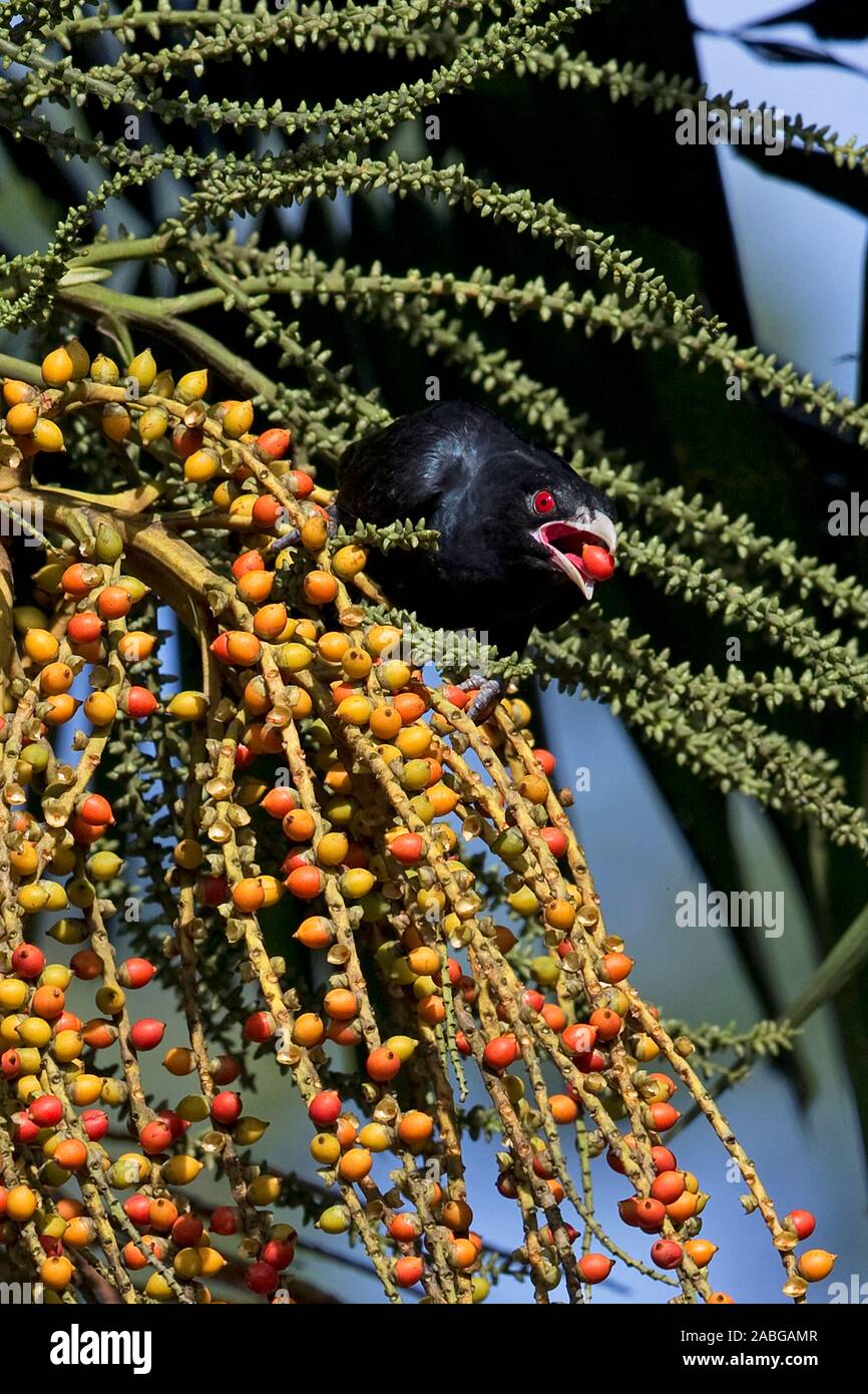 Asian Koel (Eudynamys scolopaceus Stock Photo - Alamy
