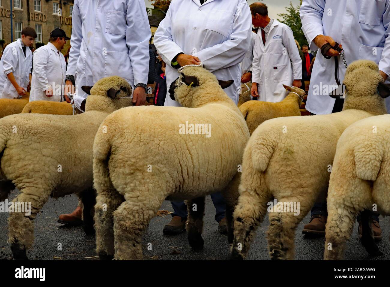 Shepherds’ getting their sheep ready for the judging in the show ring ...