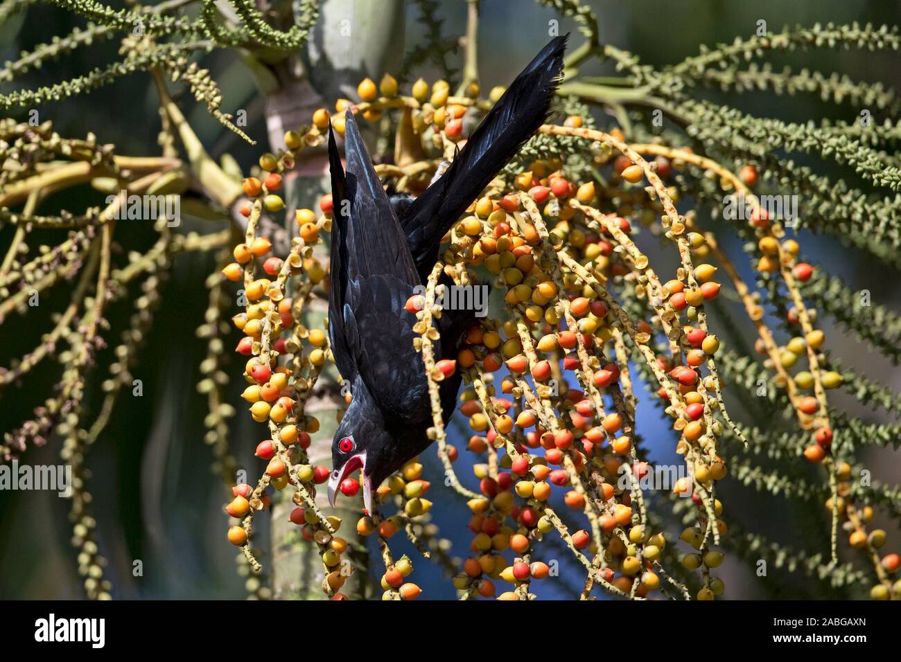 Indian Koel High Resolution Stock Photography and Images - Alamy