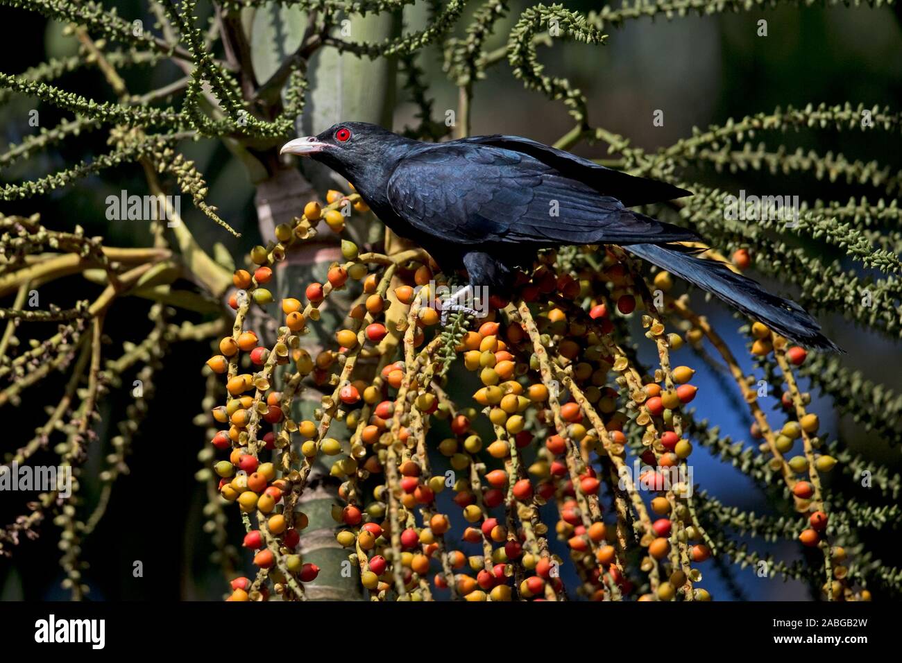 Eudynamys hi-res stock photography and images - Alamy