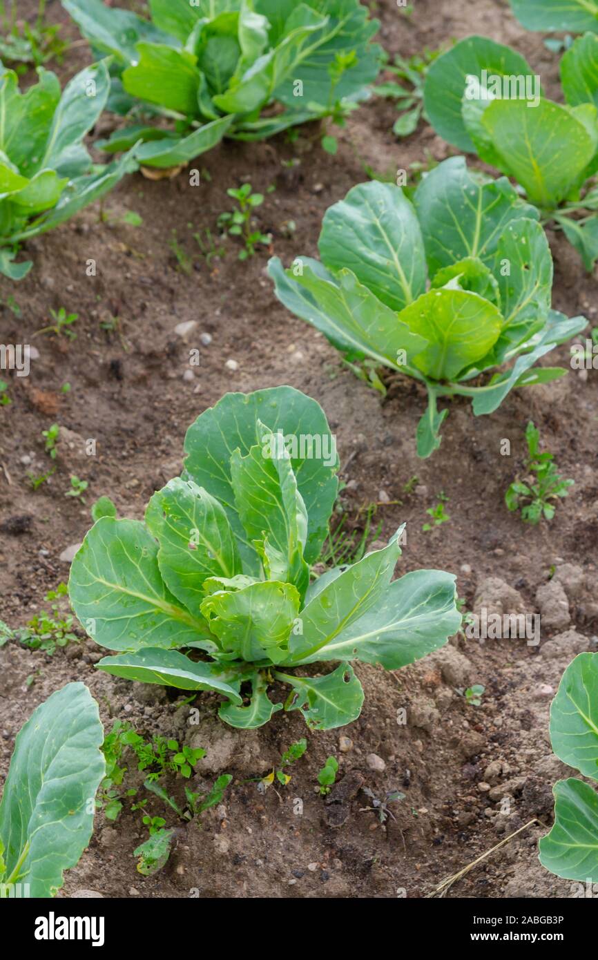Cabbage fern hi-res stock photography and images - Alamy