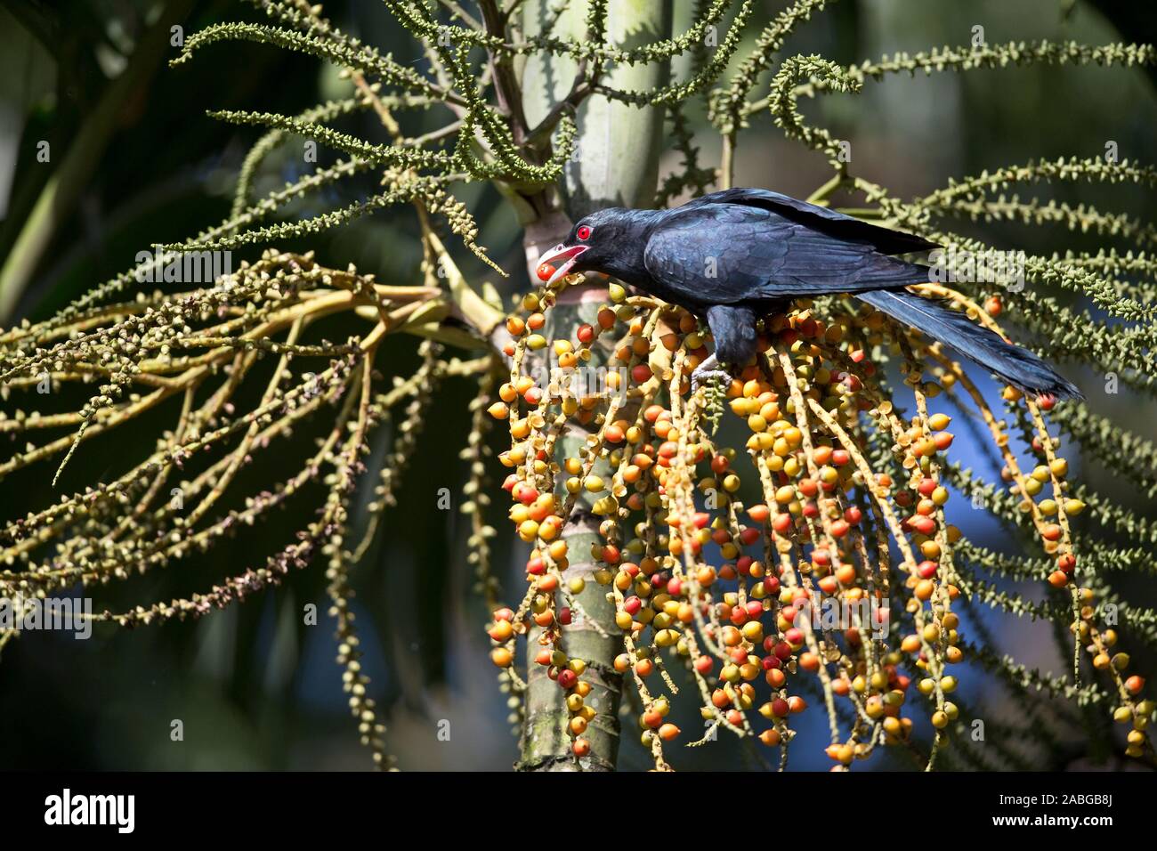 Asian Koel (Eudynamys scolopaceus Stock Photo - Alamy