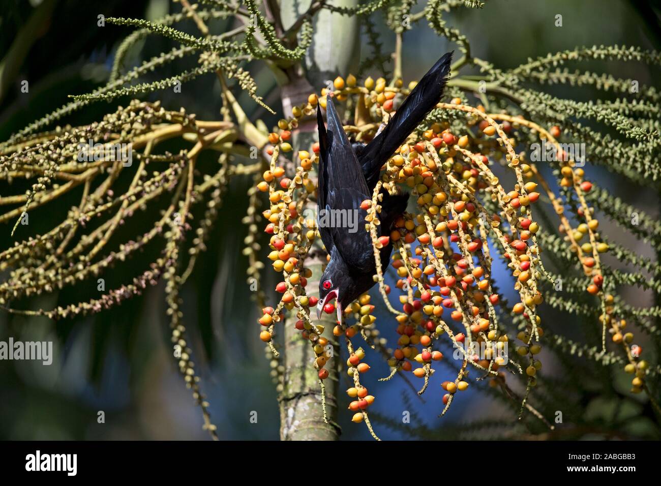 Eudynamys hi-res stock photography and images - Alamy
