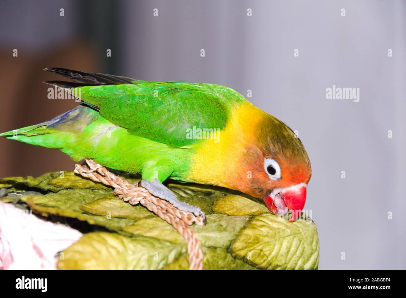 Beautiful lovebird agapornis. Little parrot Stock Photo - Alamy