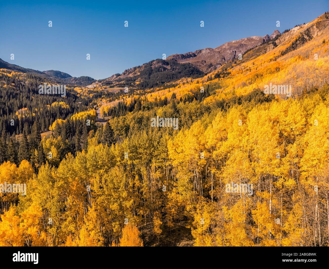 Aerial photo of beautiful yellow Autumn Aspen tree leaves. Taken Aspen ...