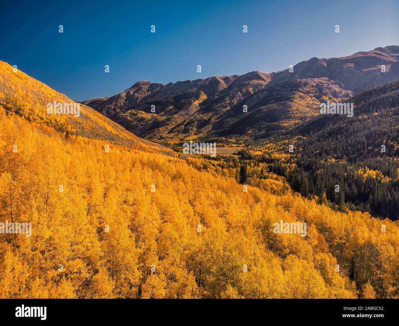 Aerial photo of beautiful yellow Autumn Aspen tree leaves. Taken Aspen ...