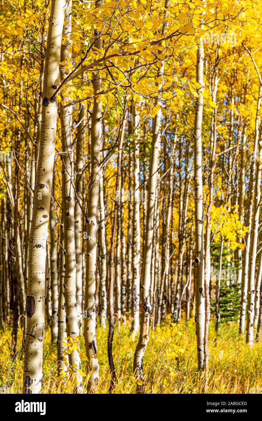Aspen Leaves Changing in Golden Gate Canyon State Park Stock Photo - Alamy