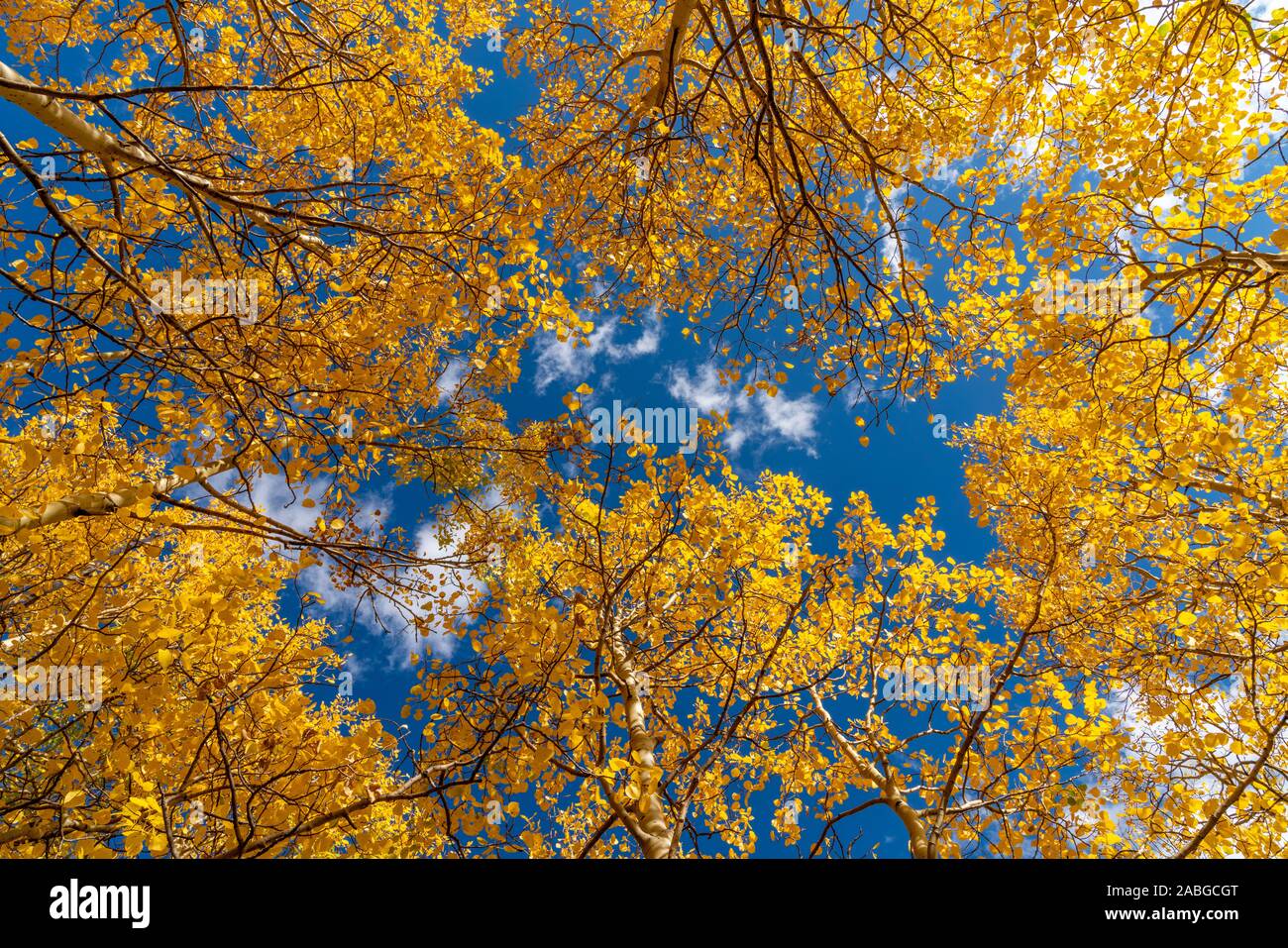 Aspen Leaves Changing in Golden Gate Canyon State Park Stock Photo - Alamy