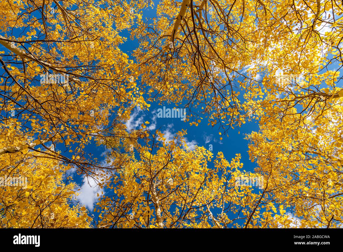 Aspen Leaves Changing in Golden Gate Canyon State Park Stock Photo - Alamy