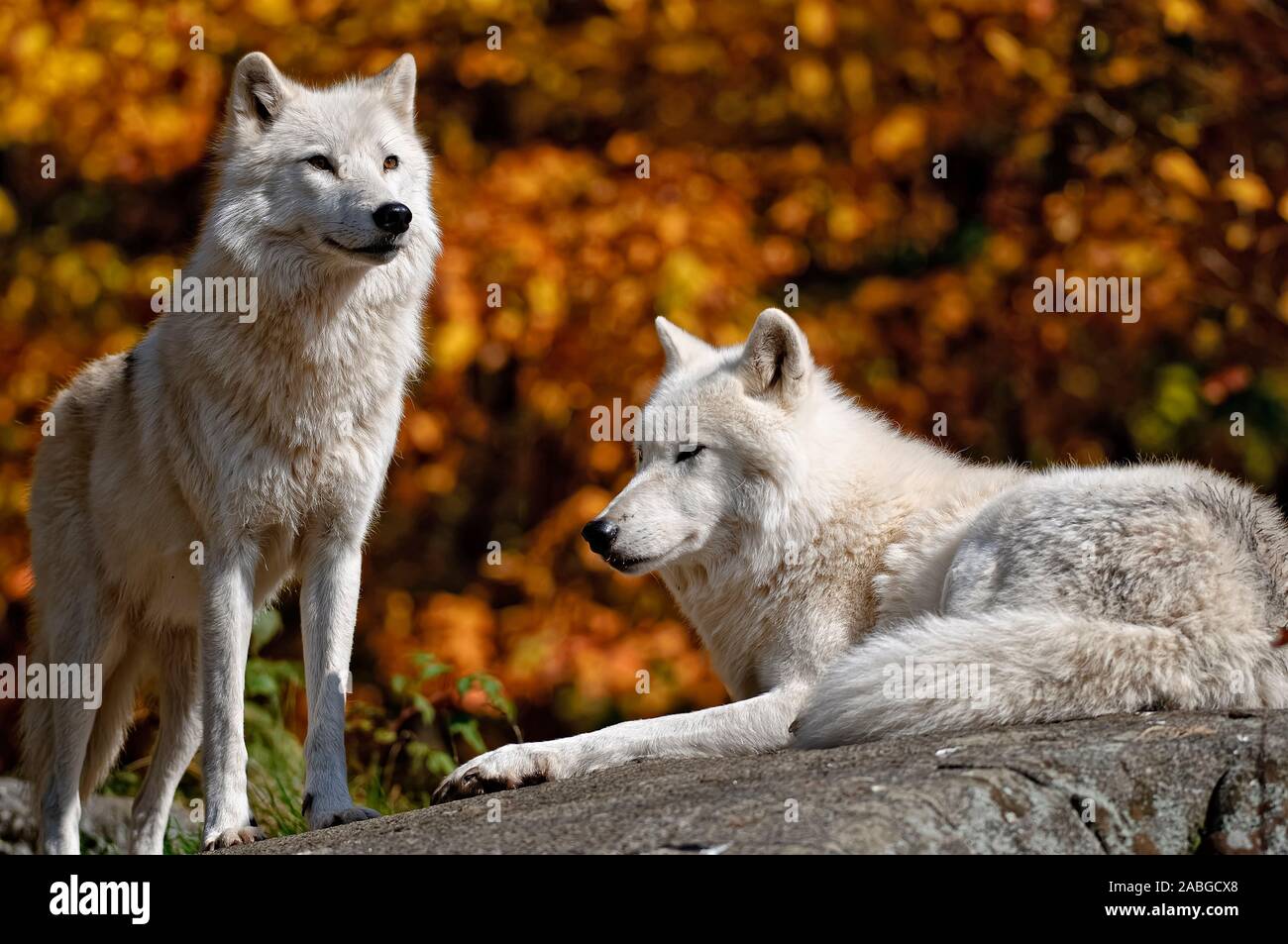 Arctic wolves hi-res stock photography and images - Alamy