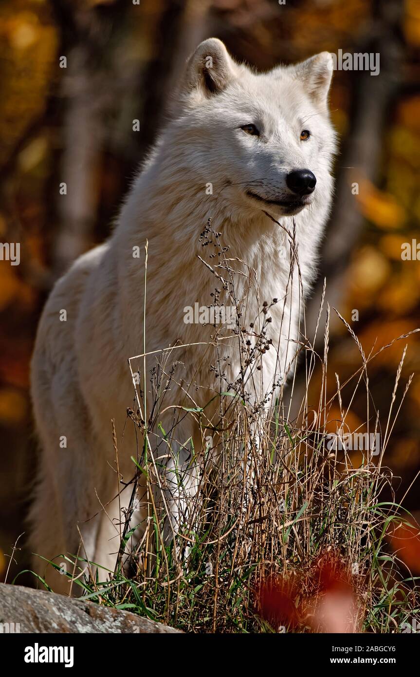 An Arctic Wolf standing looking right. The background is the colours of ...