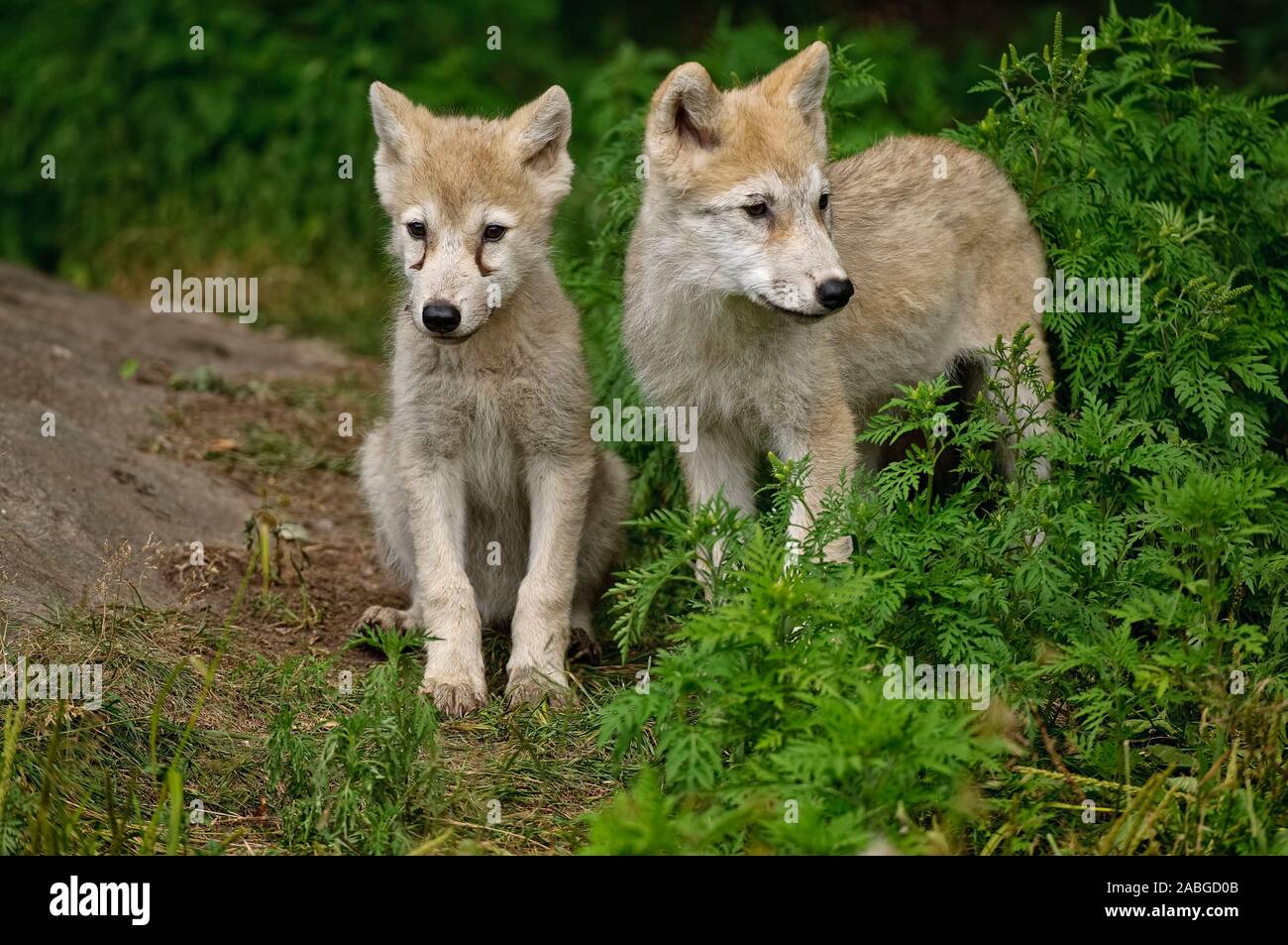 Newborn Wolf Pups Nursing