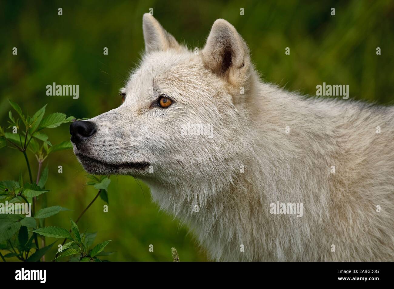 Arctic Wolf portrait, looking left with some leaf covered branchs Stock ...