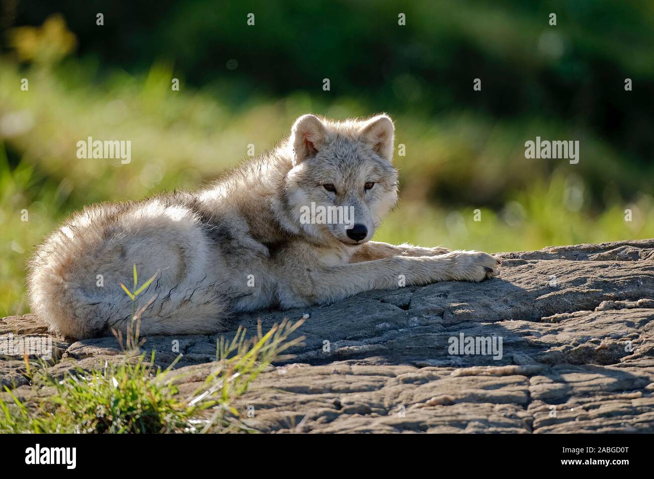 Adolescent Arctic Wolf lying down on a rock Stock Photo - Alamy