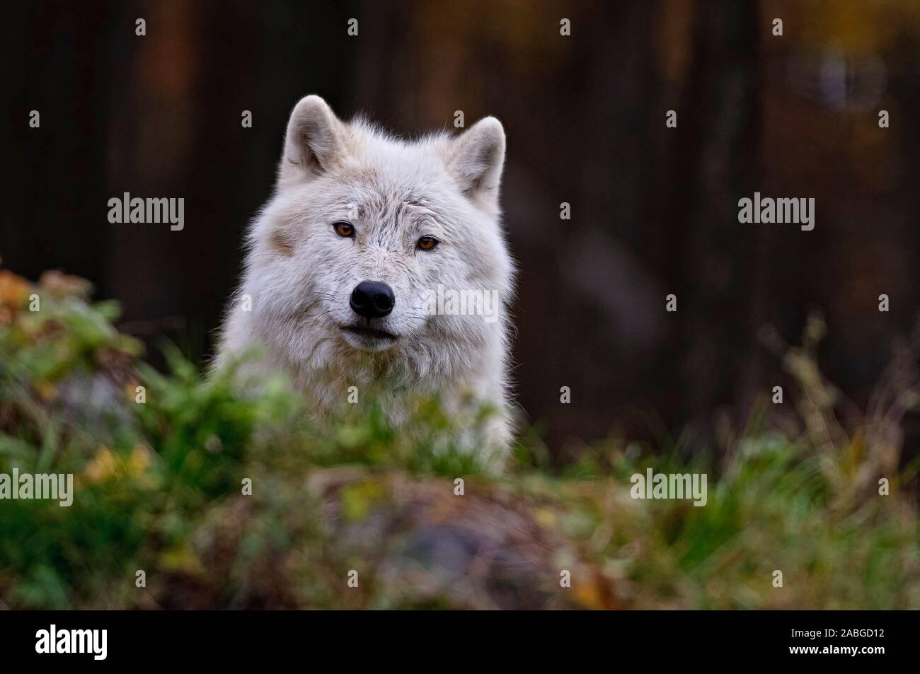 Arctic Wolf looking over grass covered hill Stock Photo - Alamy