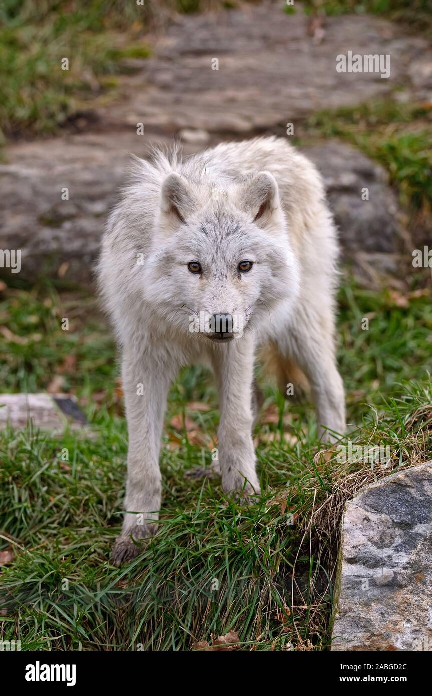 Arctic wolf hi-res stock photography and images - Alamy