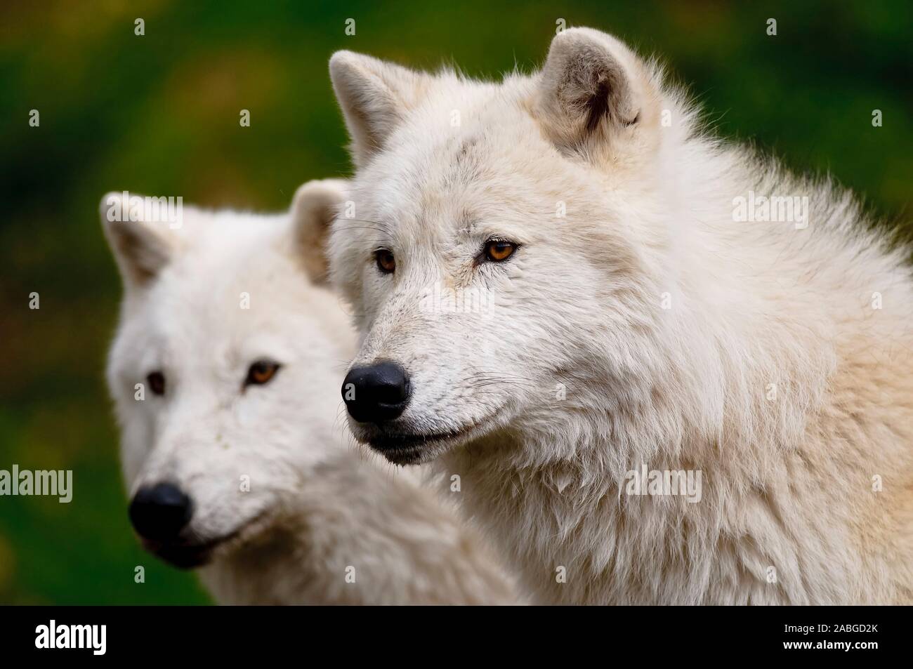 Two Arctic Wolves looking to the left, one more in front of the other ...
