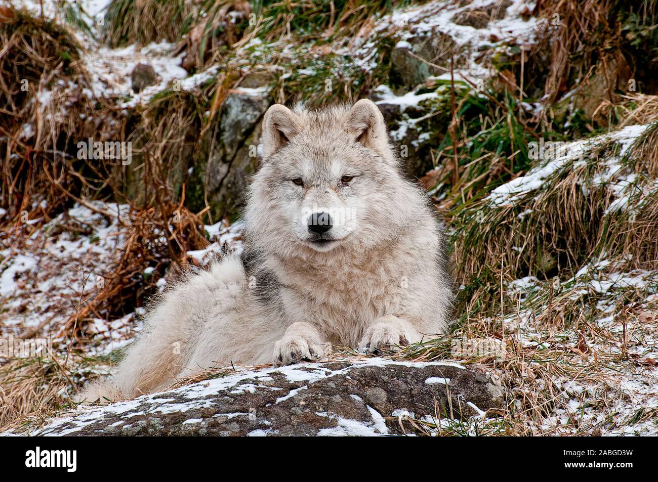 A young Arctic Wolf lying down in the dry grass with a bit of snow on ...
