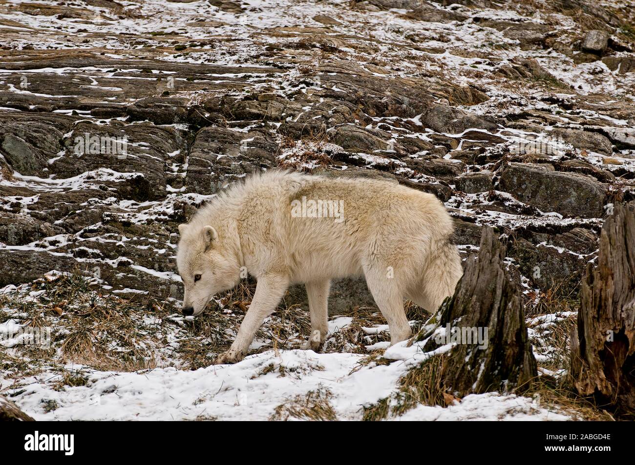 Brown Arctic Wolves
