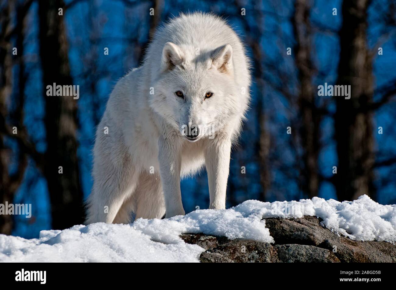 Arctic wolf pictures hi-res stock photography and images - Alamy