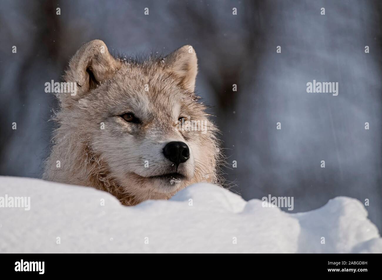 Arctic Wolf Pup In Snow