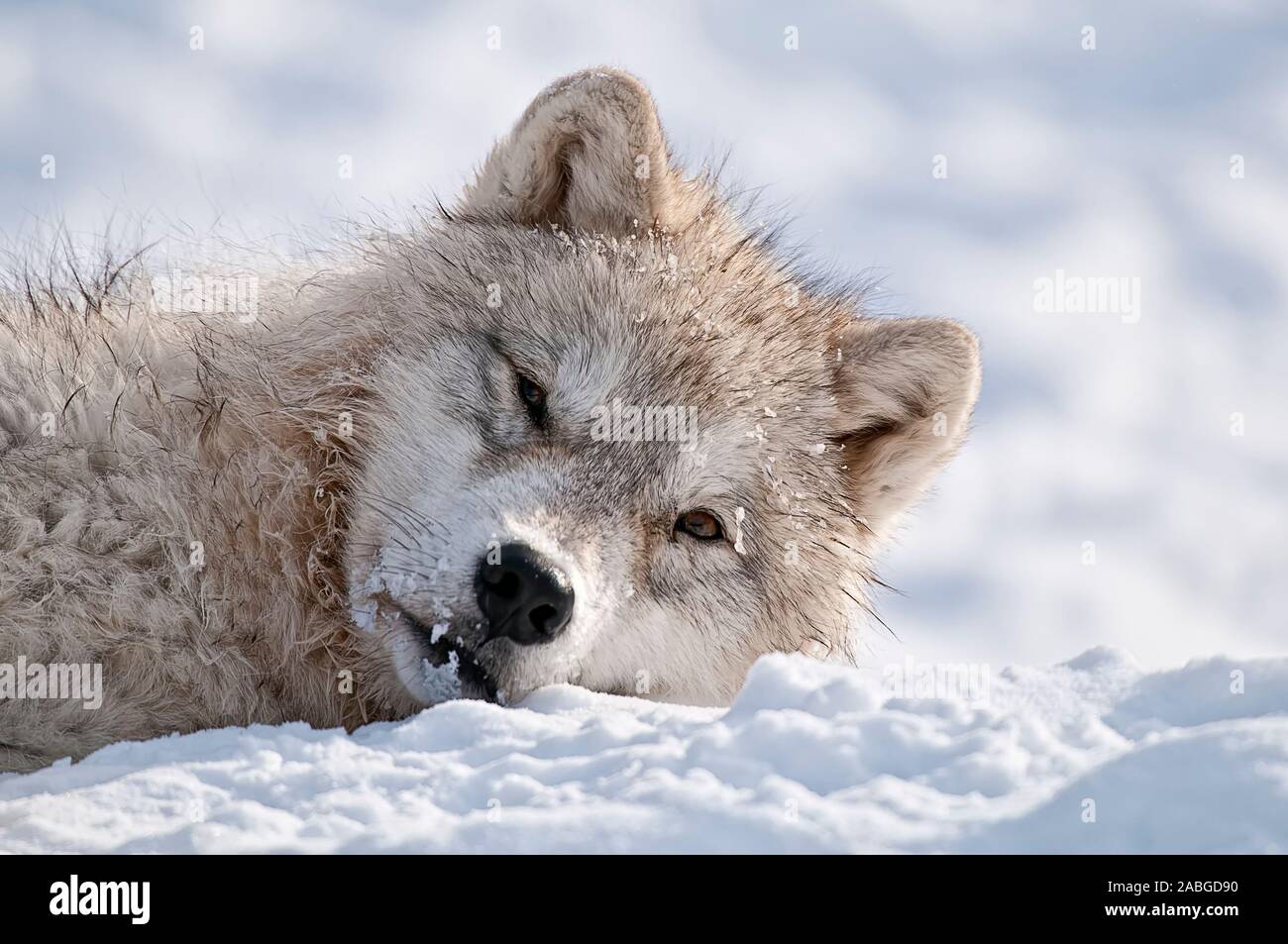 A young Arctic Wolf lying down in the snow Stock Photo - Alamy