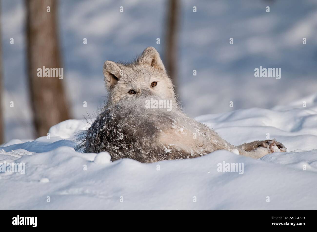 Arctic wolf images hi-res stock photography and images - Alamy