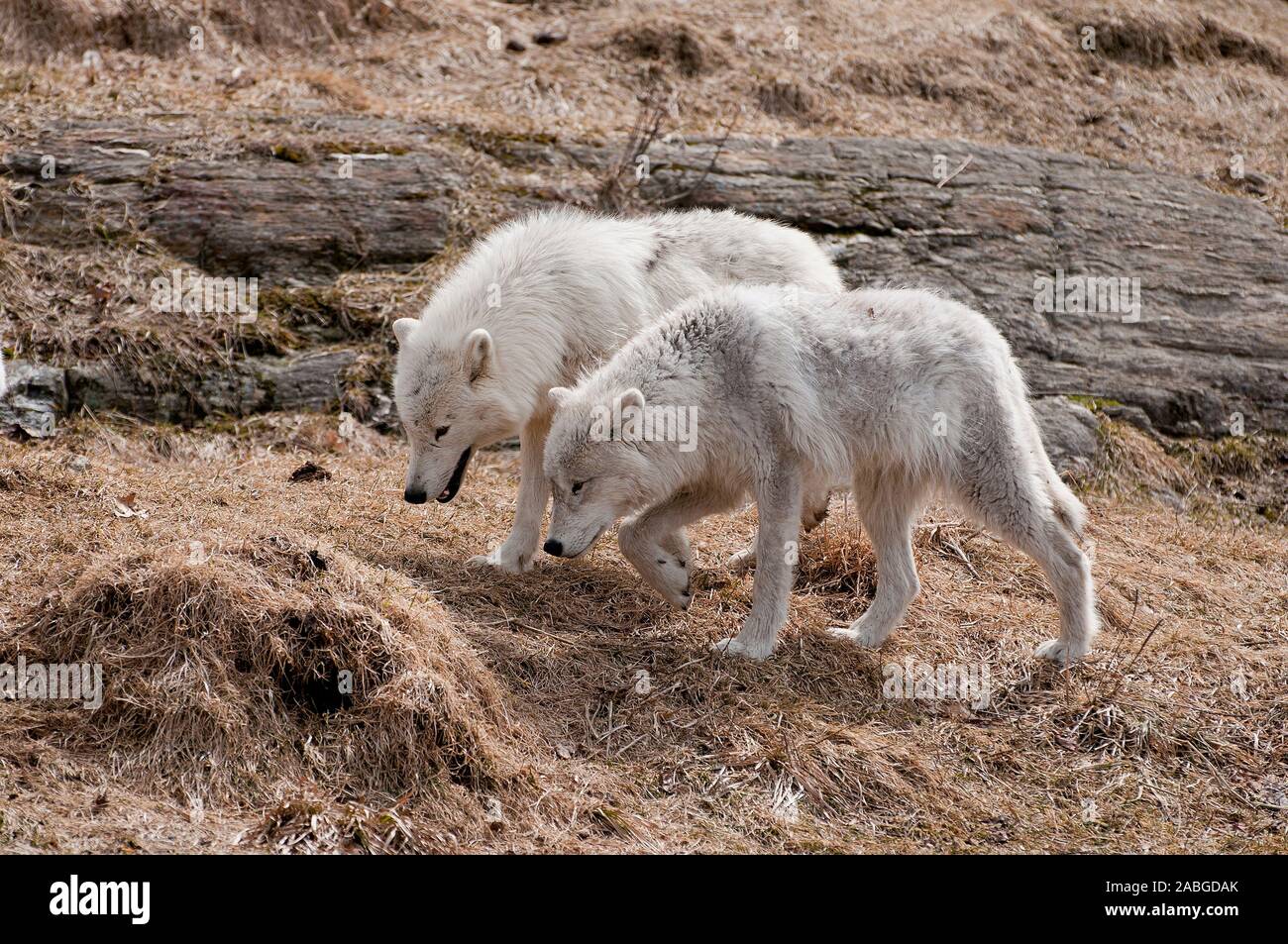 Two Arctic Wolves walking through dry brown grass Stock Photo - Alamy