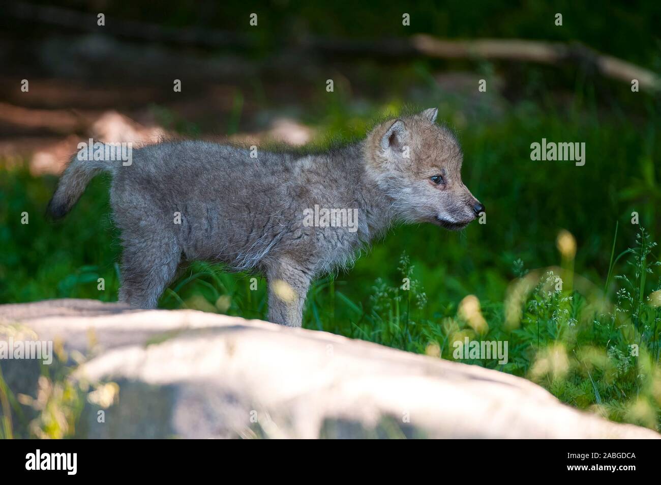 An Arctic Wolf pup standing in the grass behind a rock Stock Photo - Alamy