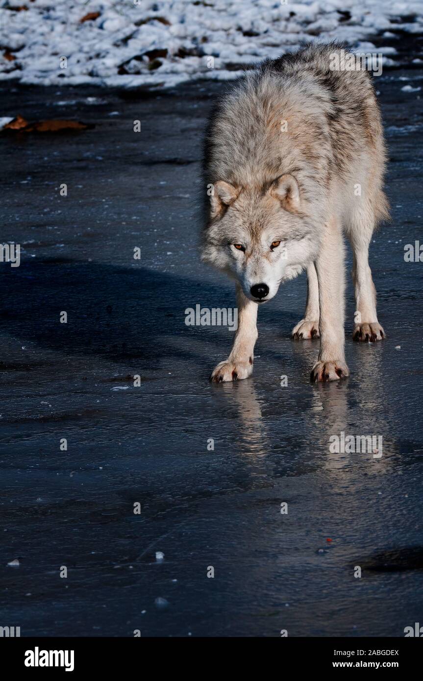 Arctic wolf images hi-res stock photography and images - Alamy
