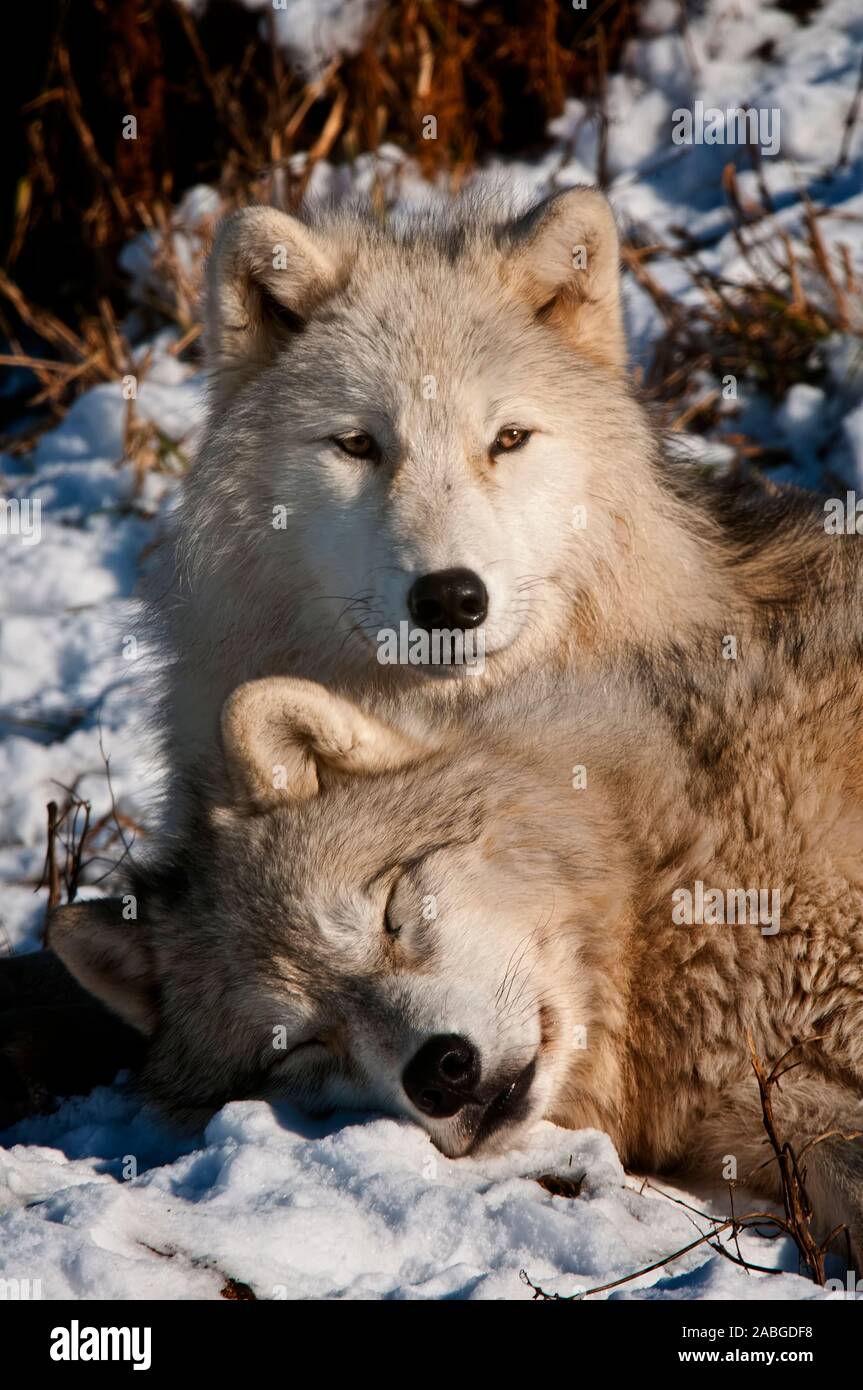 Two Arctic Wolves, one sleeping with it's head down. The other in ...