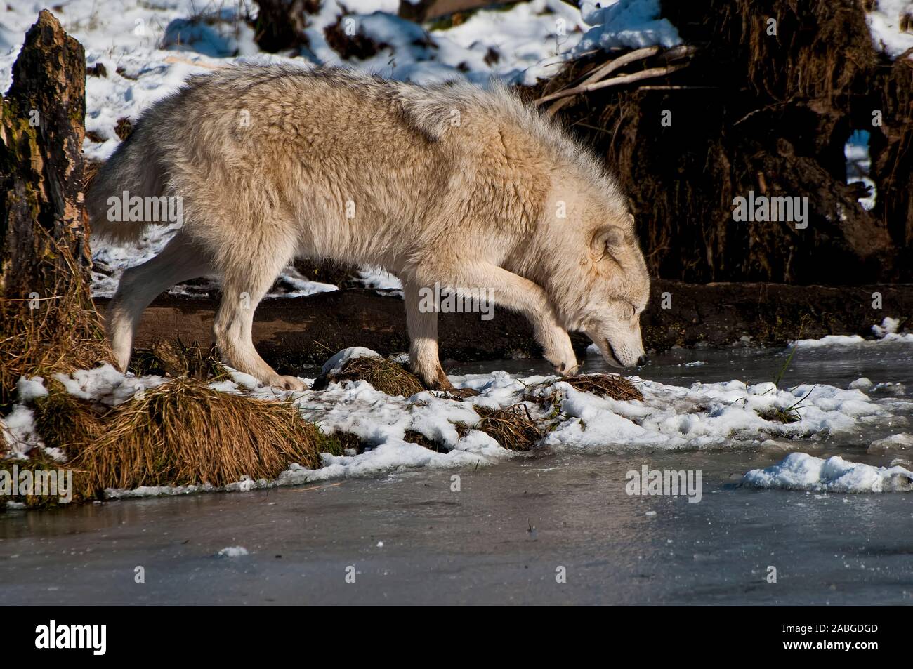 An Arctic Wolf stepping onto a frozen pond Stock Photo - Alamy