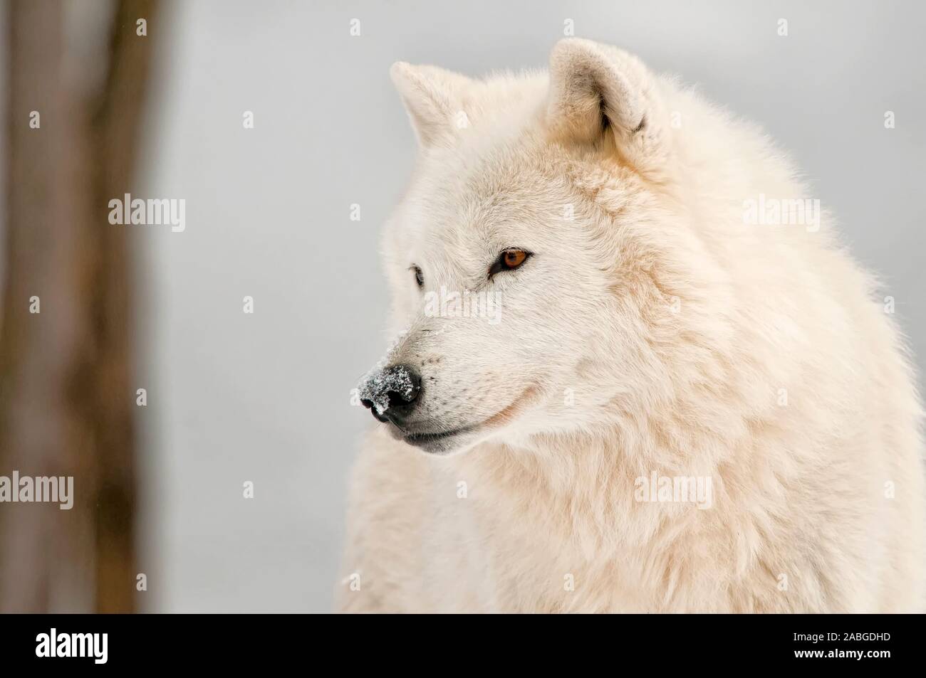 White Wolf Looking Dog
