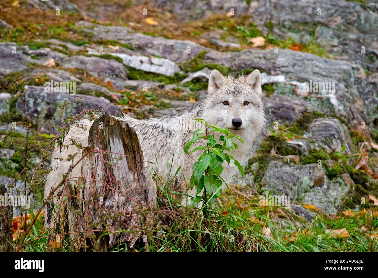 An adolescent Arctic Wolf standing behind an old tree stump Stock Photo ...