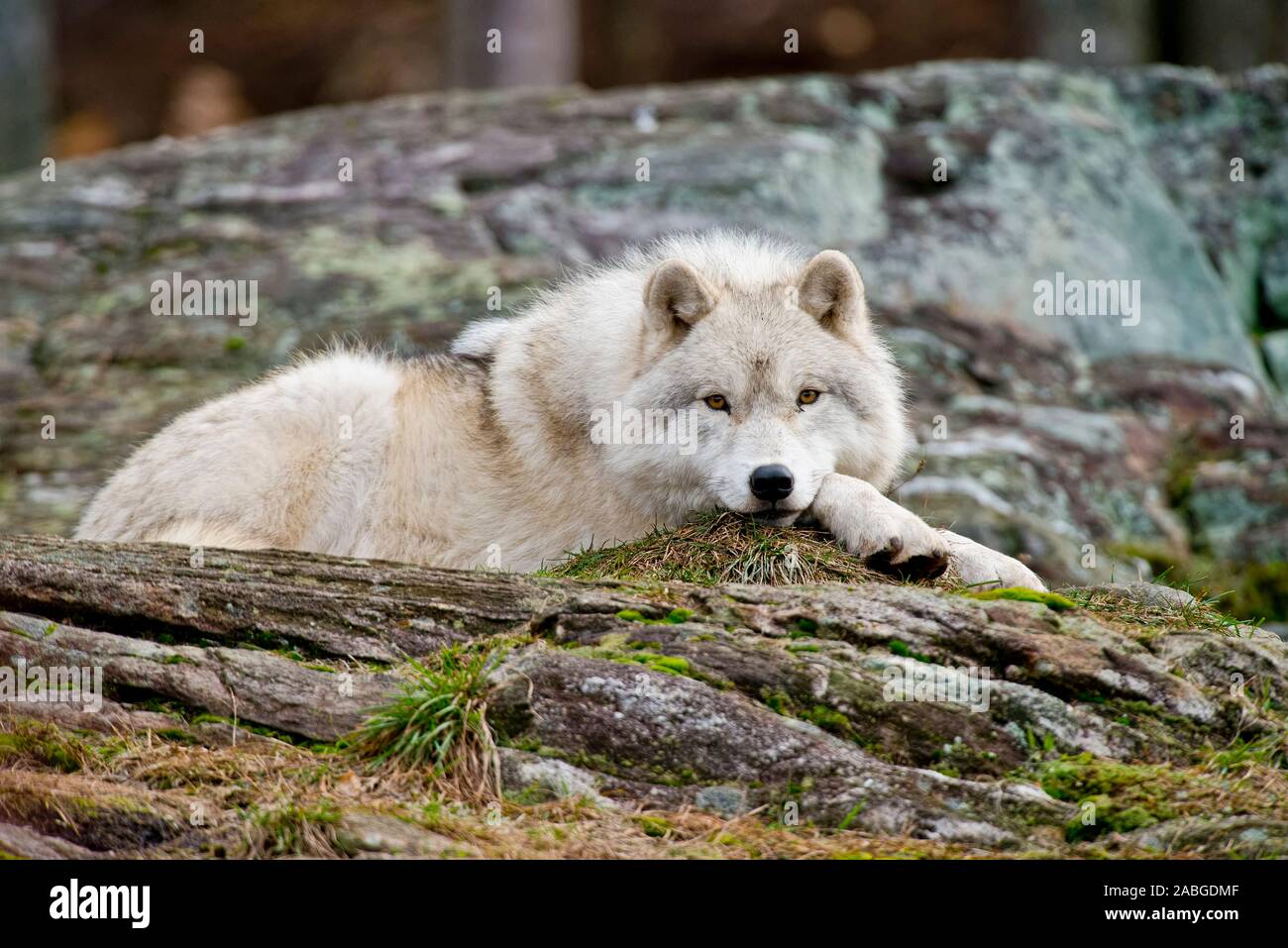 Arctic moss hi-res stock photography and images - Alamy