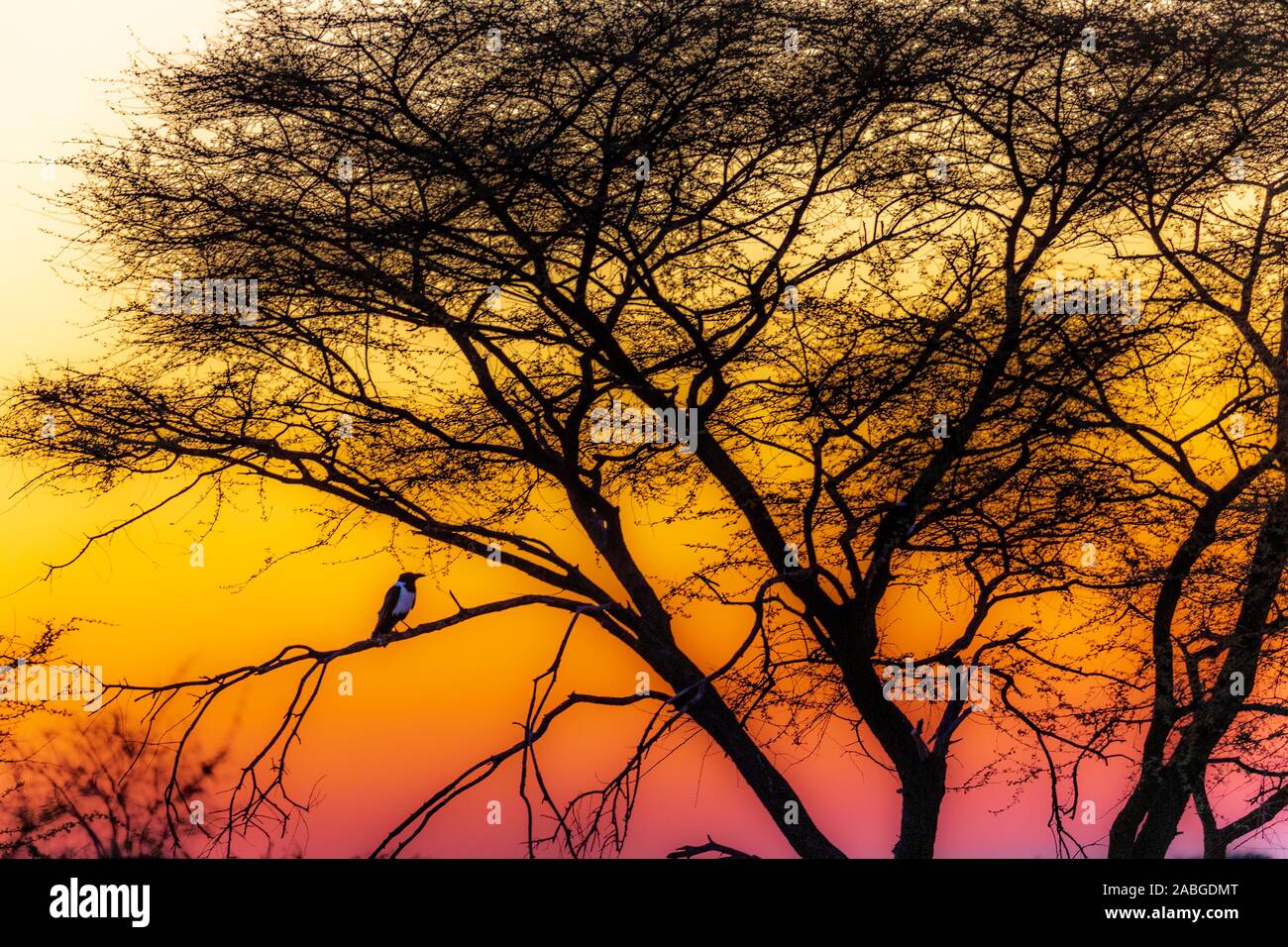 Sunset in Namibia, Africa Stock Photo - Alamy