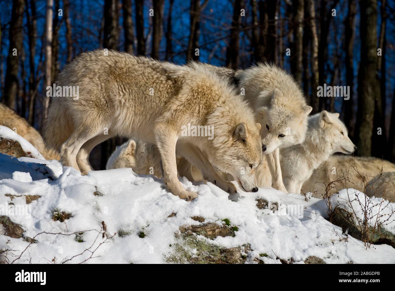 Grey wolf standing on rocks hi-res stock photography and images - Alamy