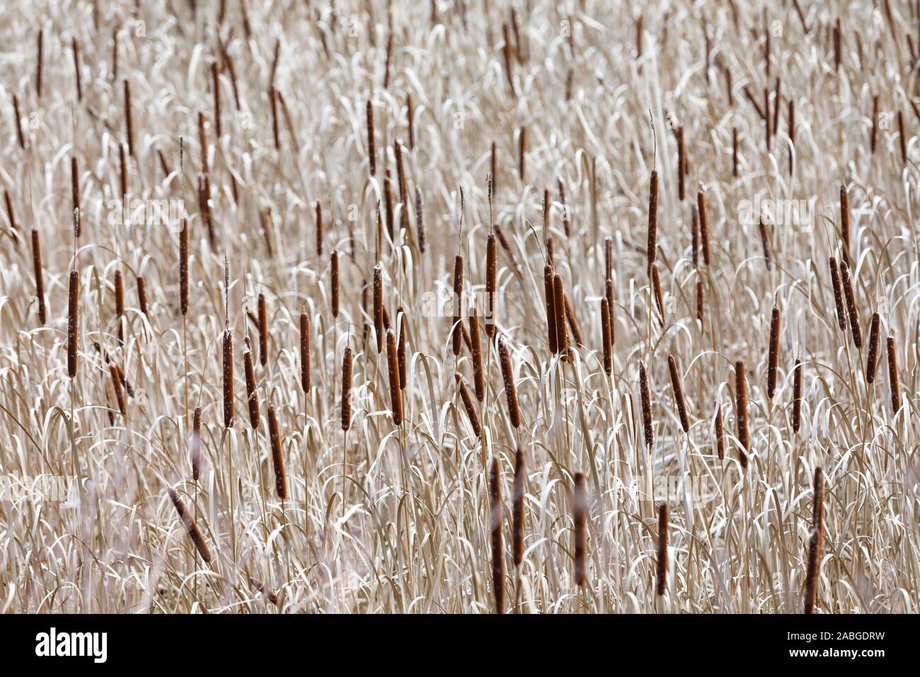 Sea of hundreds of reed-mace or cat-tails Stock Photo - Alamy