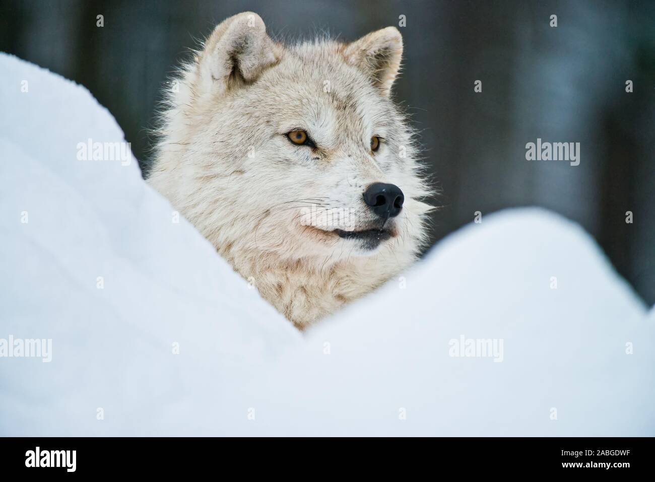 Wolf Looking Over Shoulder Drawing