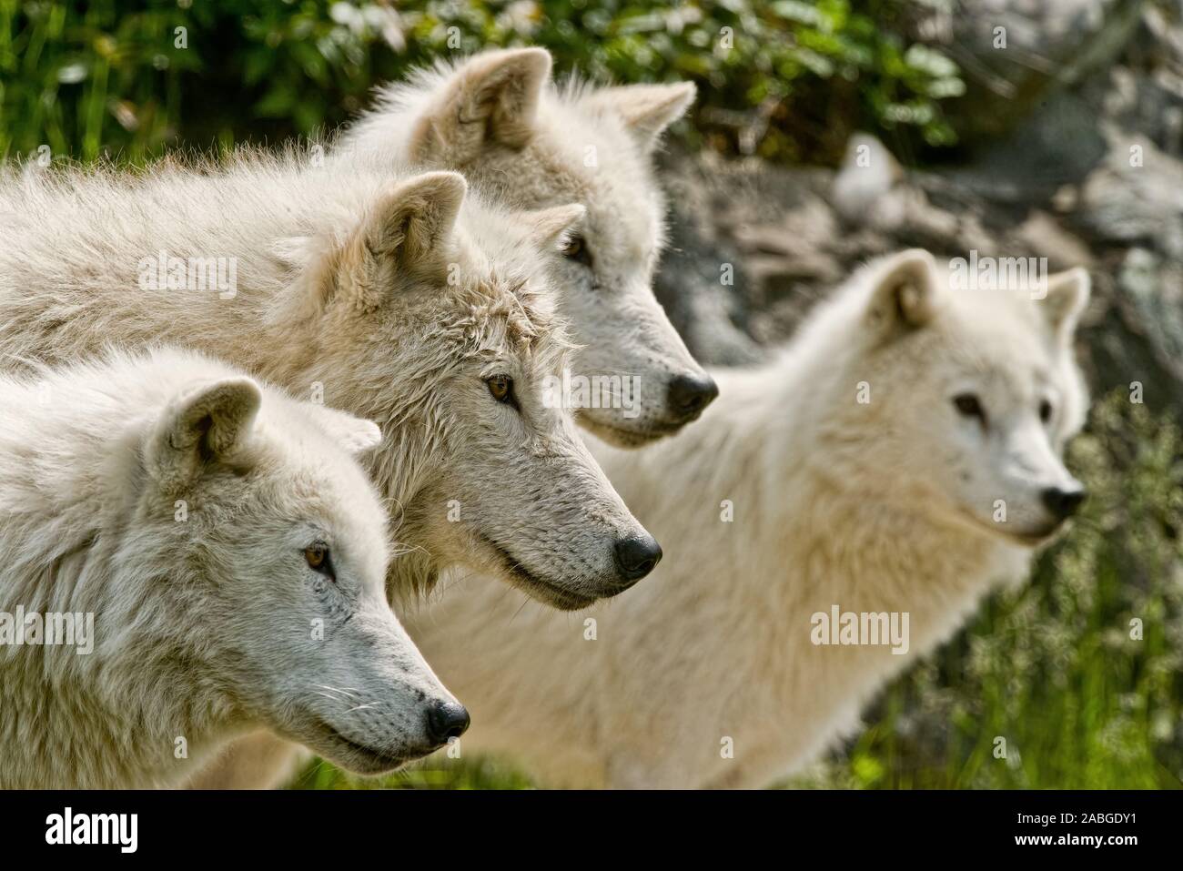 Four Arctic Wolves looking to the right Stock Photo - Alamy