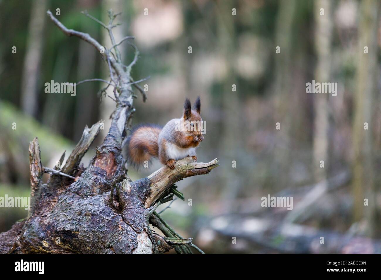 Grey squirrel on a fallen tree hi-res stock photography and images - Alamy