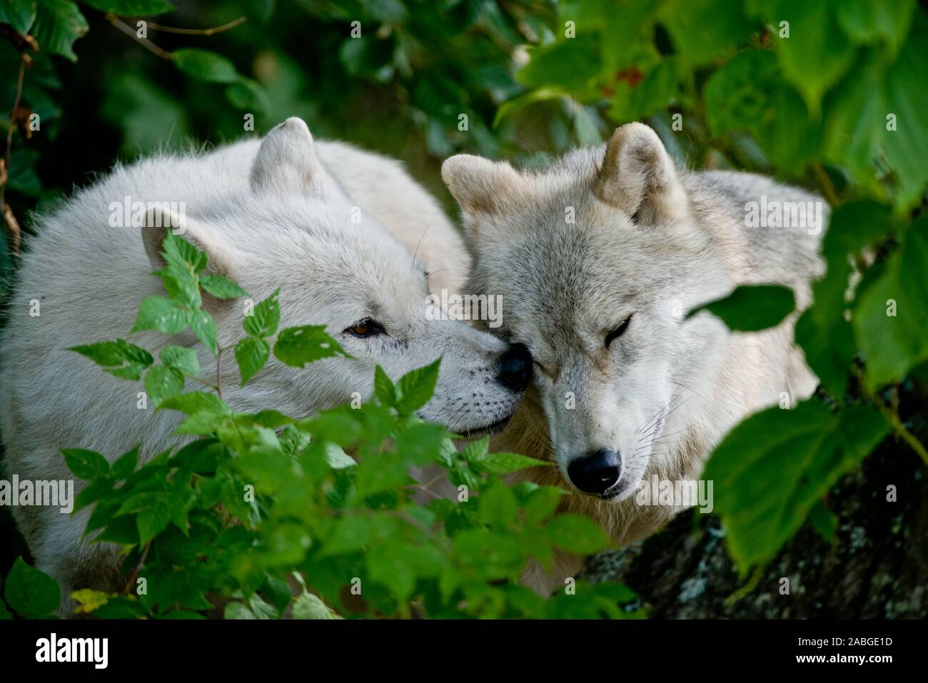 Arctic wolves hi-res stock photography and images - Alamy