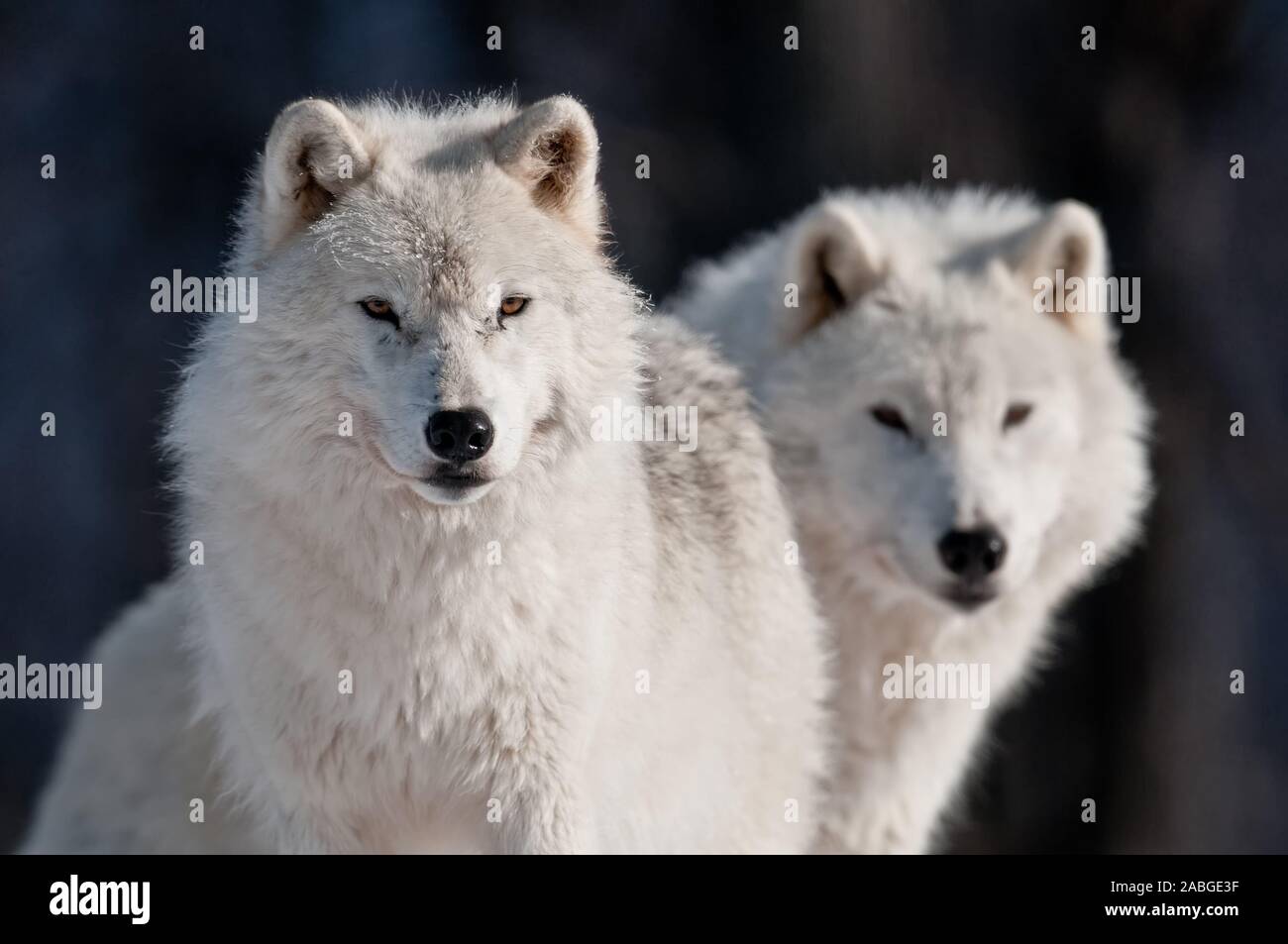 Arctic wolves hi-res stock photography and images - Alamy
