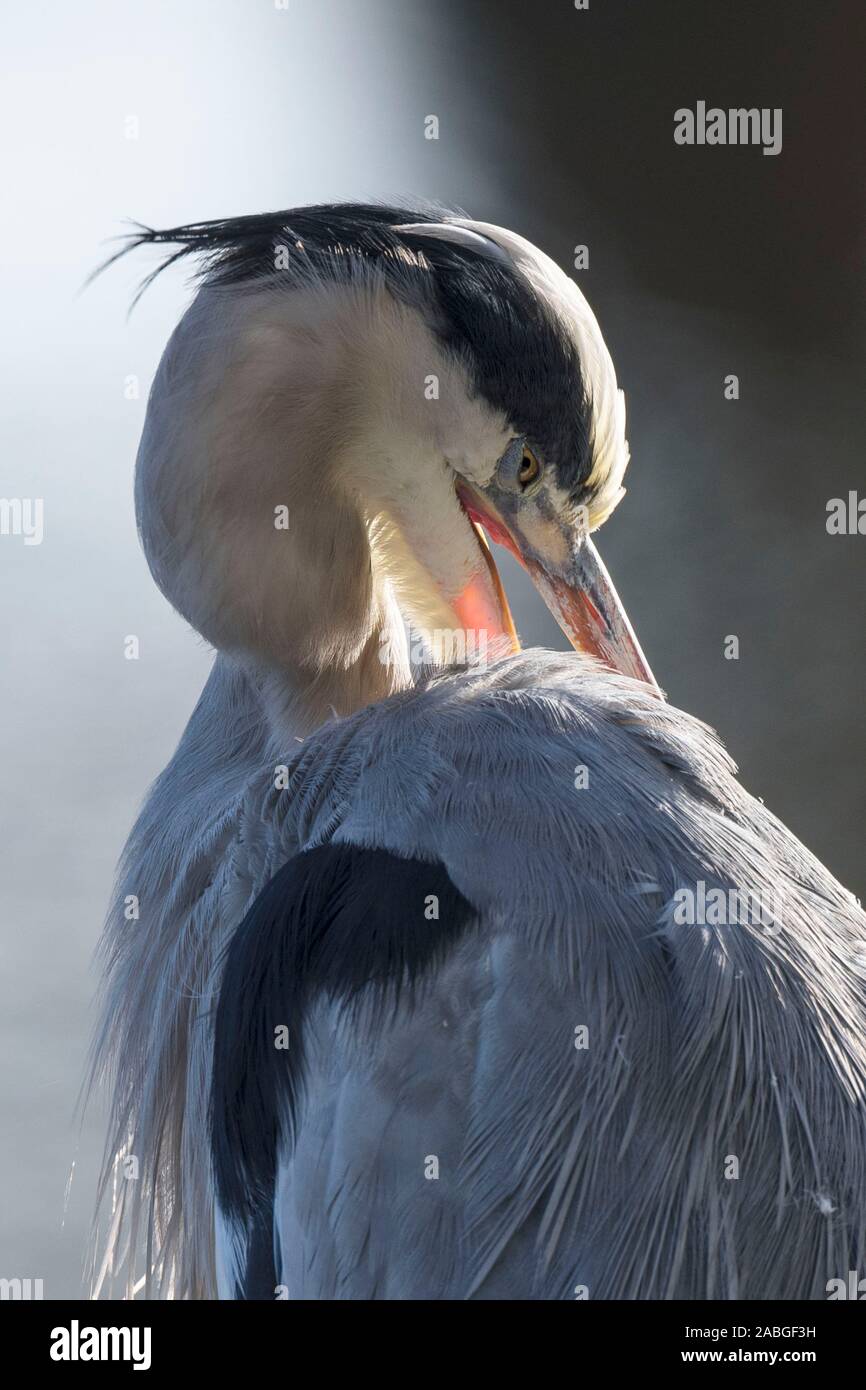 Grey heron preening hi-res stock photography and images - Alamy